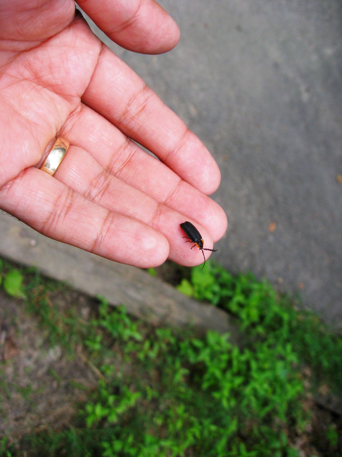 Capital Naturalist by Alonso Abugattas: Dark Fireflies
