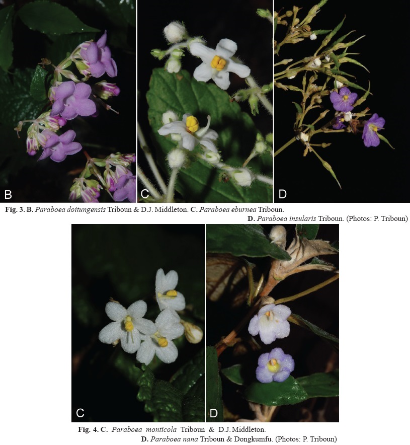 Species New to Science: [Botany • 2012] Twenty new species of Paraboea ...