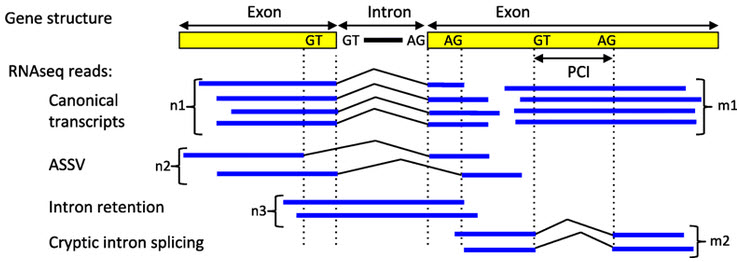 Sandwalk: The frequency of splicing errors reflects the balance between ...