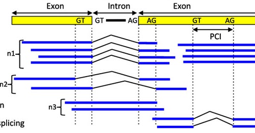 Sandwalk: The frequency of splicing errors reflects the balance between ...