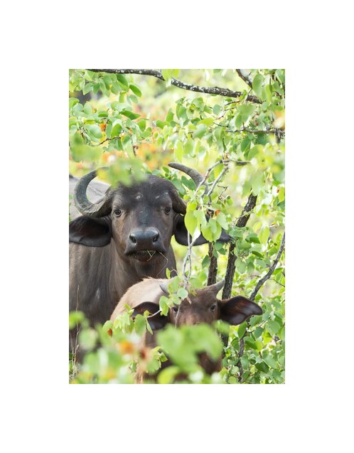 The Most Ferocious Animals in the World