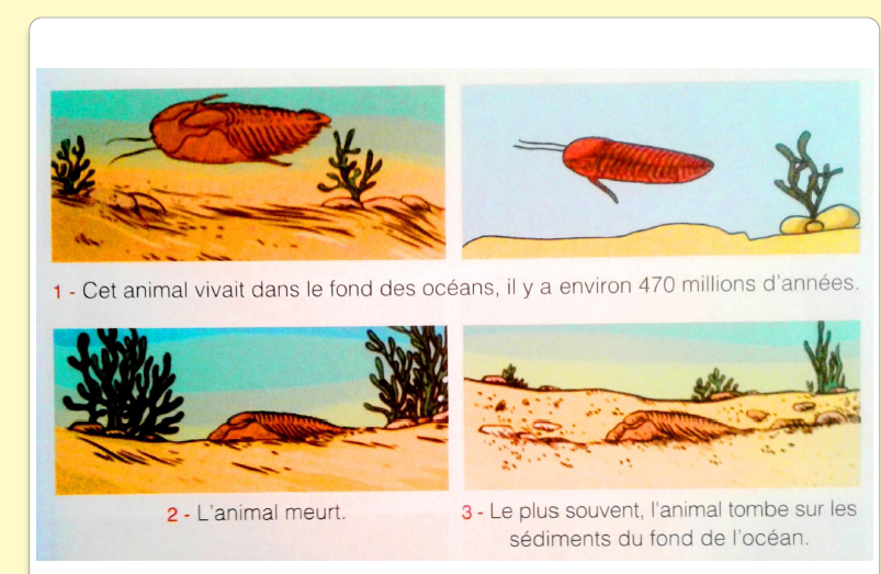 SVT-GHANDI: Fossiles et Fossilisation