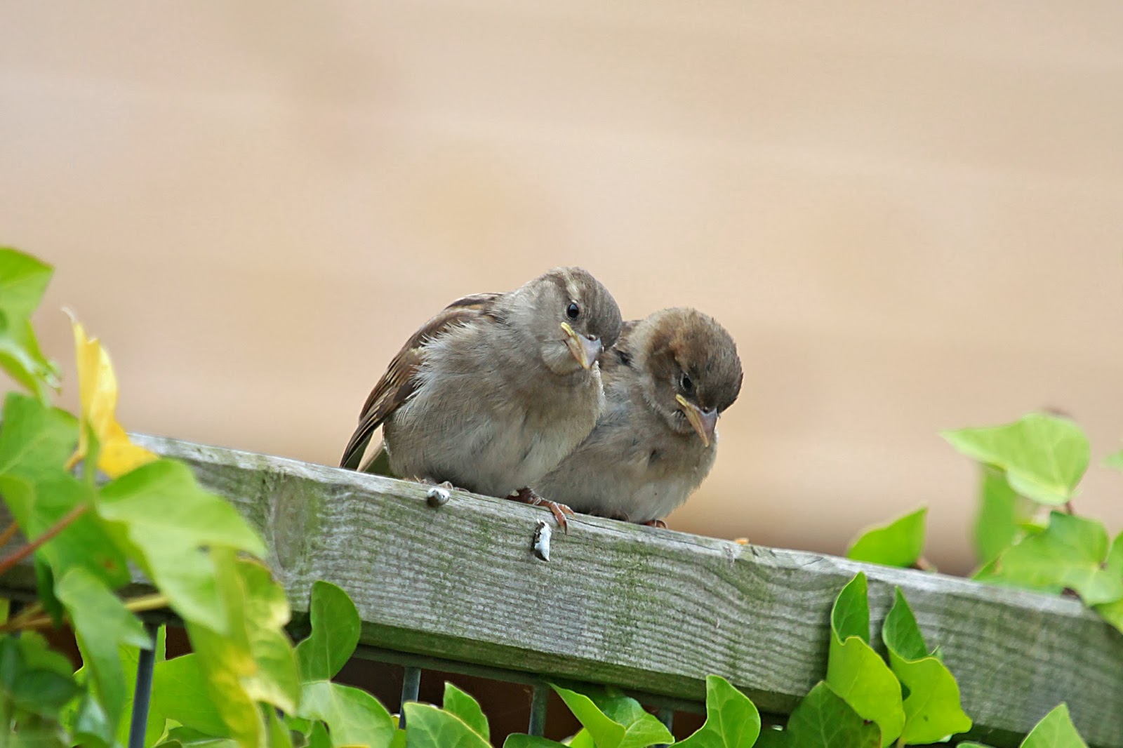 NatuurlijkNatuur: Huismus [Passer domesticus].