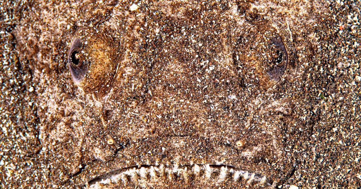 Check the Sea. Web de buceo y fotografía submarina de las Islas ...