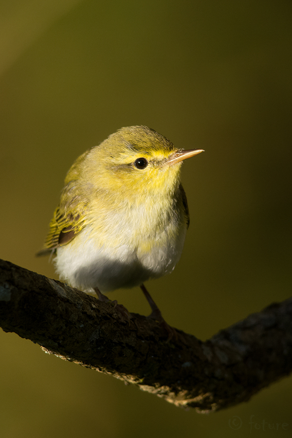 Foture: Mets-lehelind, Phylloscopus sibilatrix