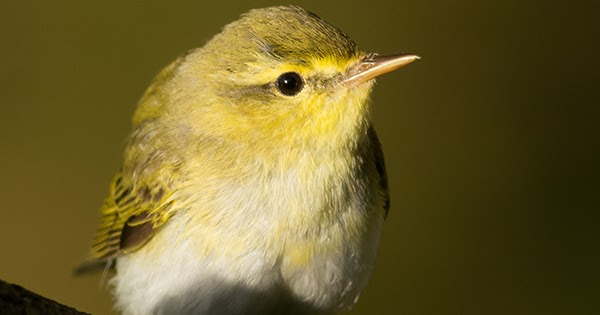 Foture: Mets-lehelind, Phylloscopus sibilatrix