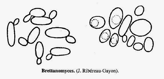 Cervezal: Descripción de las Principales Levaduras Vínicas