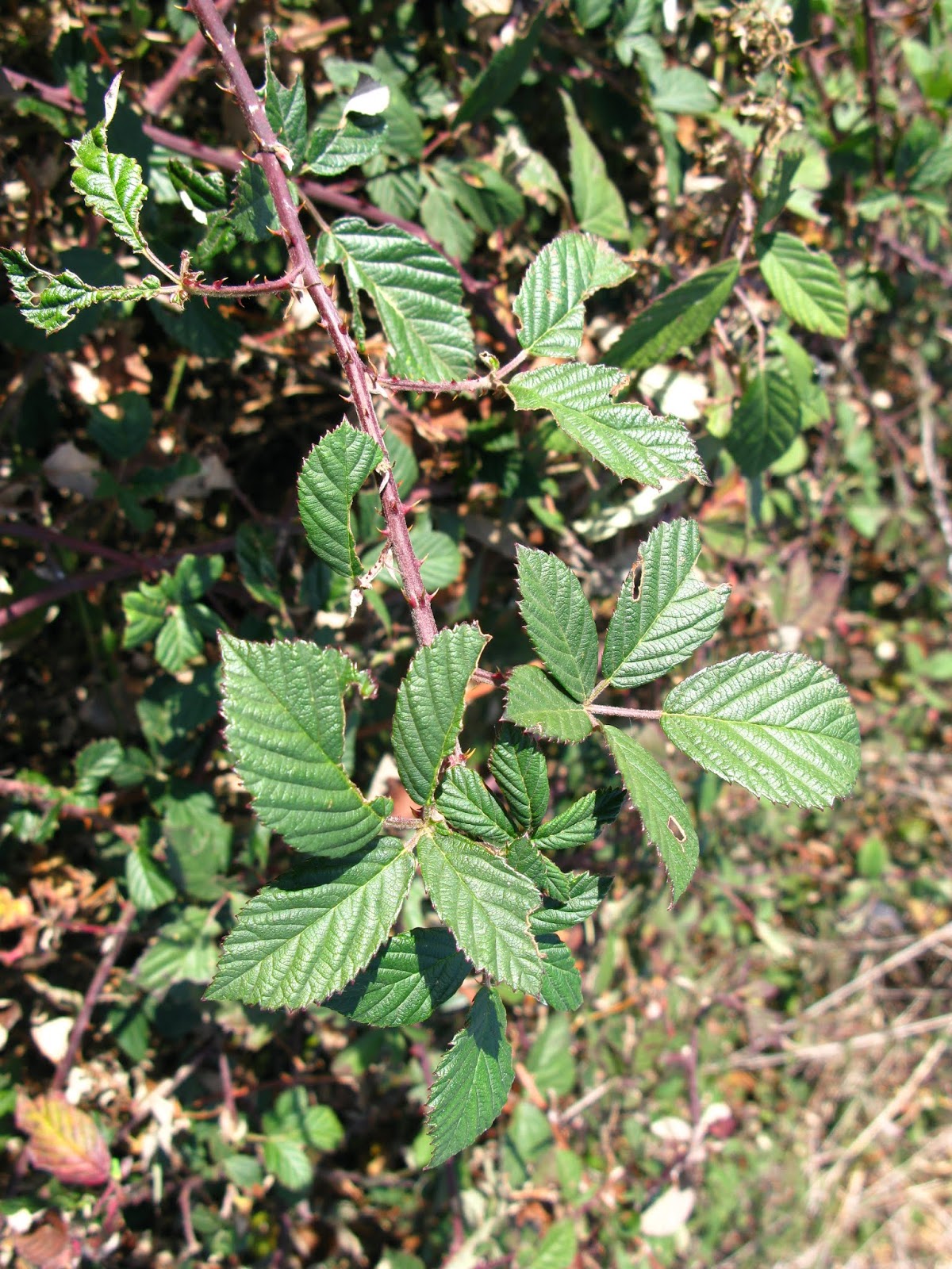 Invasive plants of Australia: Invasive weed 1: Blackberry