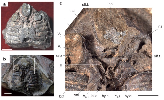Species New to Science: [Palaeontology • 2011] Shuyu zhejiangensis ...