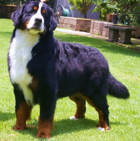 Mundo de perros: Bernés de la Montaña