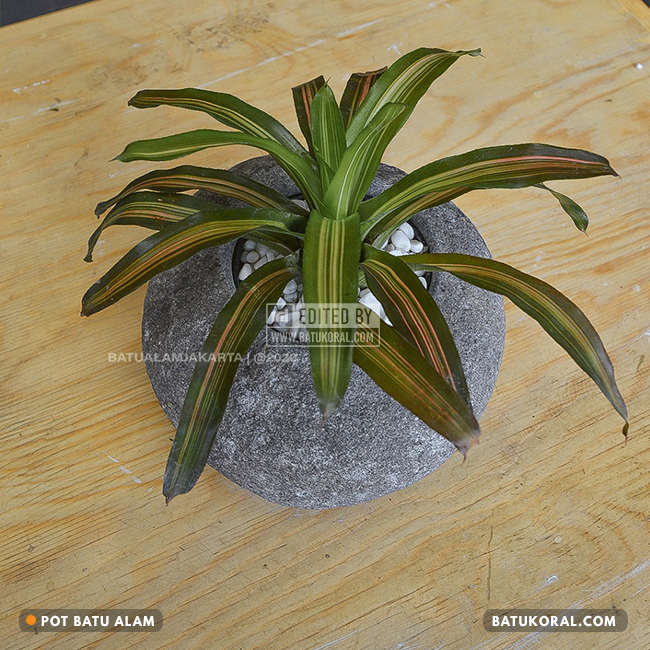 Maksimalkan Tampilan Tanaman Hiasmu Dengan Pot Dari Batu Kali ~ JUAL ...
