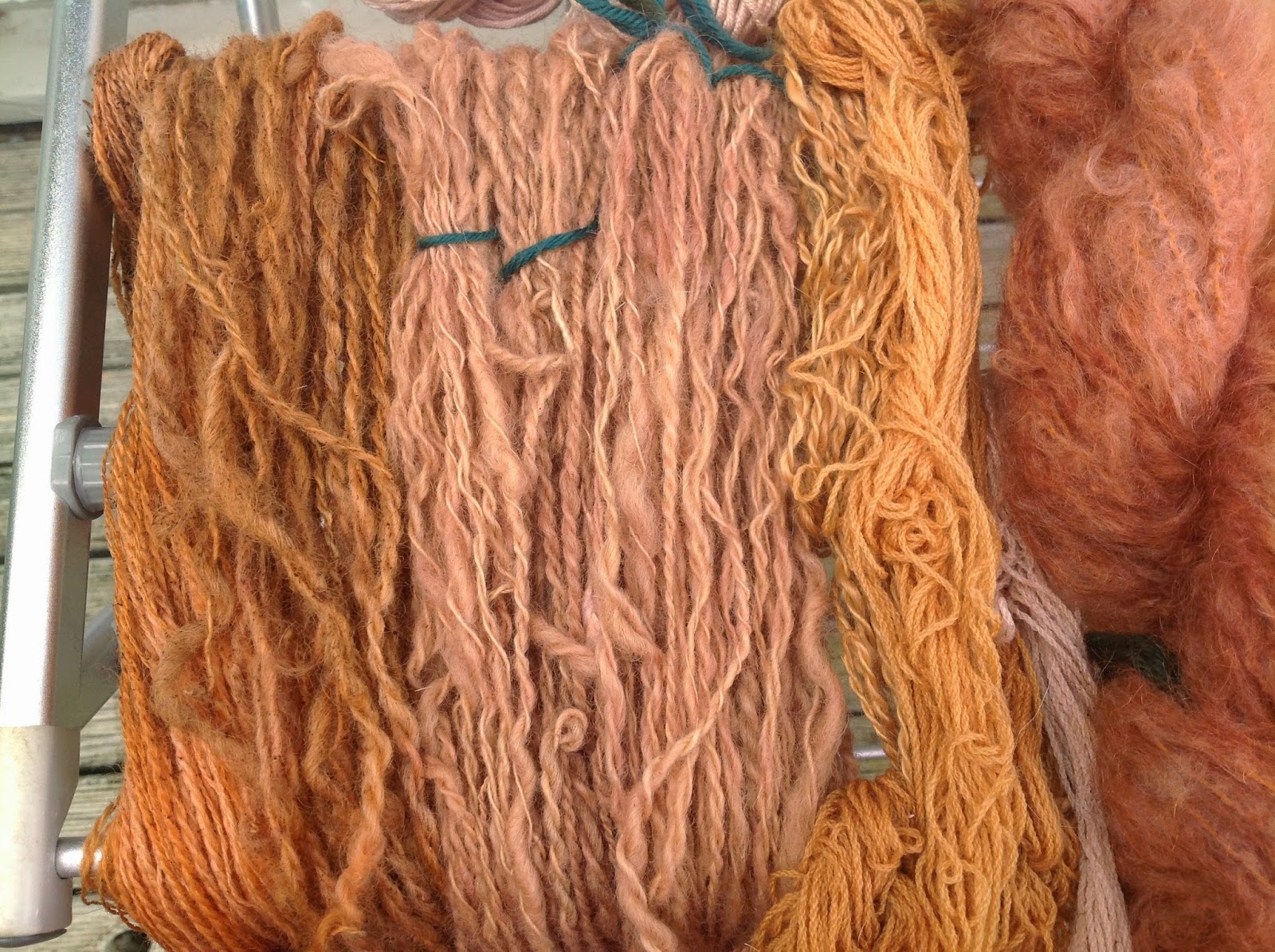 learning to dye: Madder and Inkweed