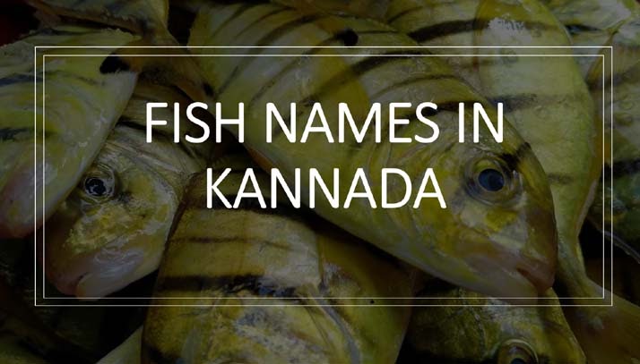 Fishes of Karnataka - Fish names in Kannada English | Get to know your fish