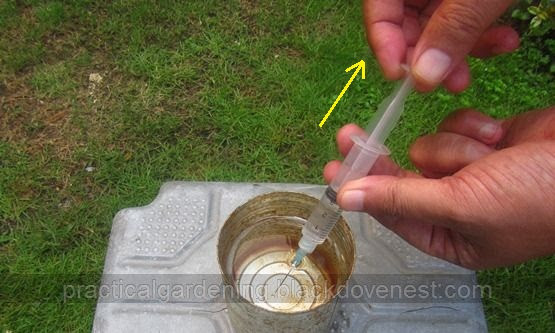 Practical Gardening: Easy Compound Marcotting or Air-Layering for Quick ...