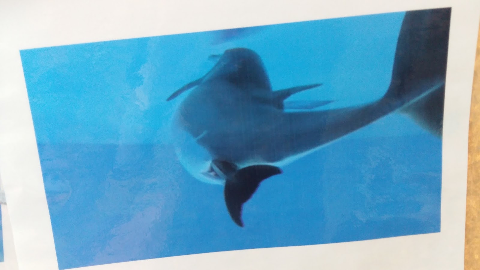 DOFINS DEL SALVAT PAPASSEIT 1r. Primària: Com neixen els dofins?