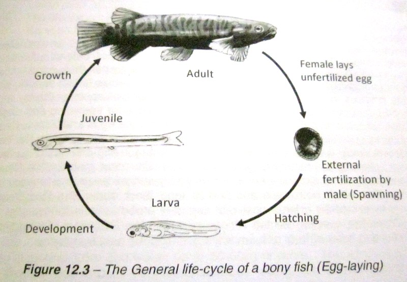 BEAUTY OF NATURE: What is a fish?
