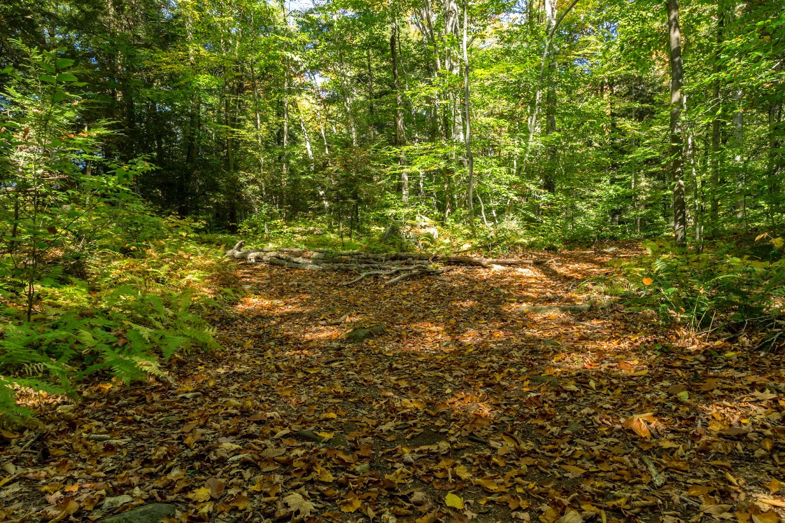 Hiking the Dacks: Inman Pond - Lake George Wild Forest