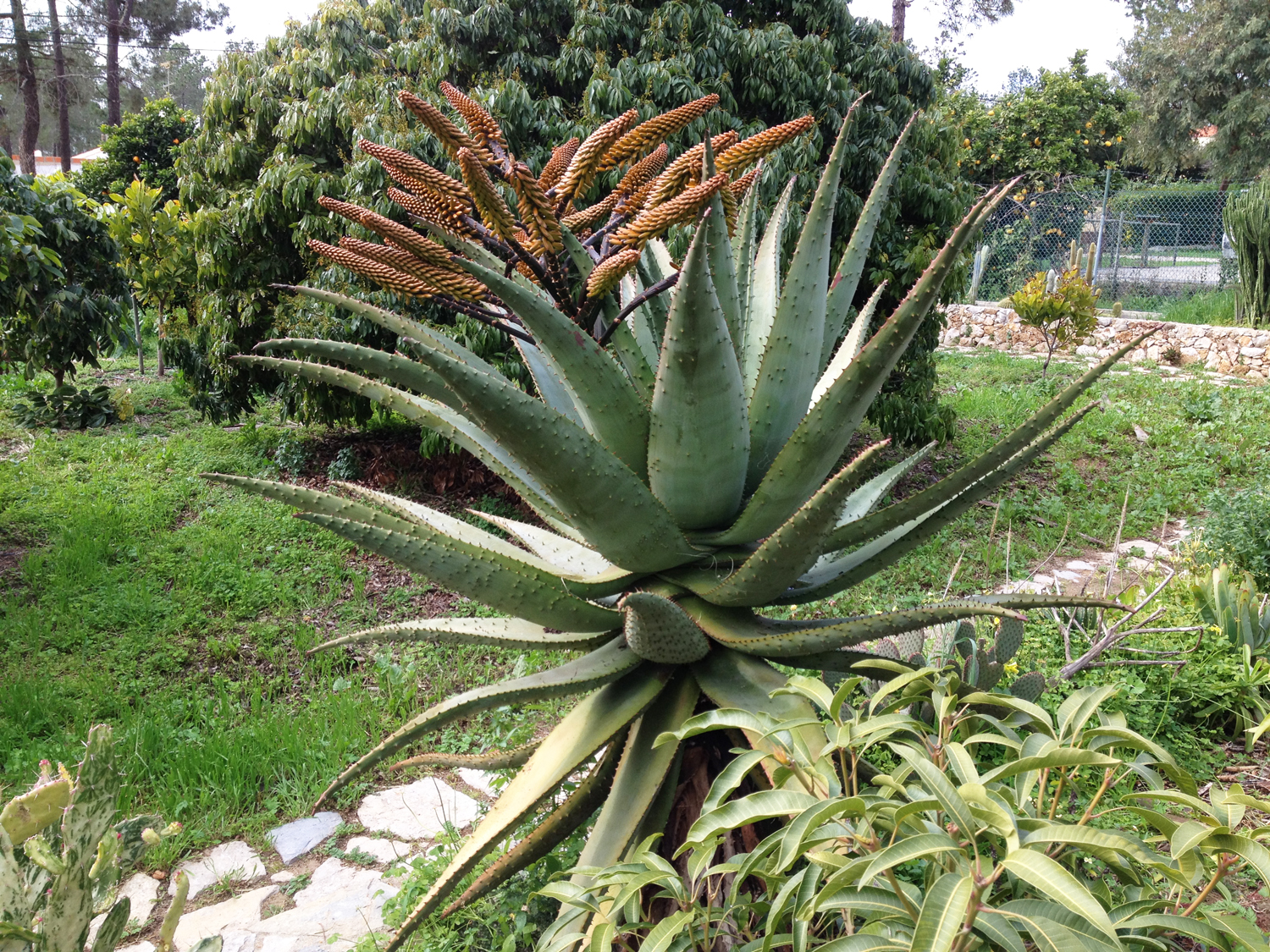 Aloe marlothii - Mountain aloe care and culture | Travaldo's blog