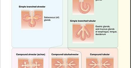 EXOCRINE GLAND - STRUCTURE,TYPES,GLANDS AND ITS FUNCTIONS - UMADEV ...