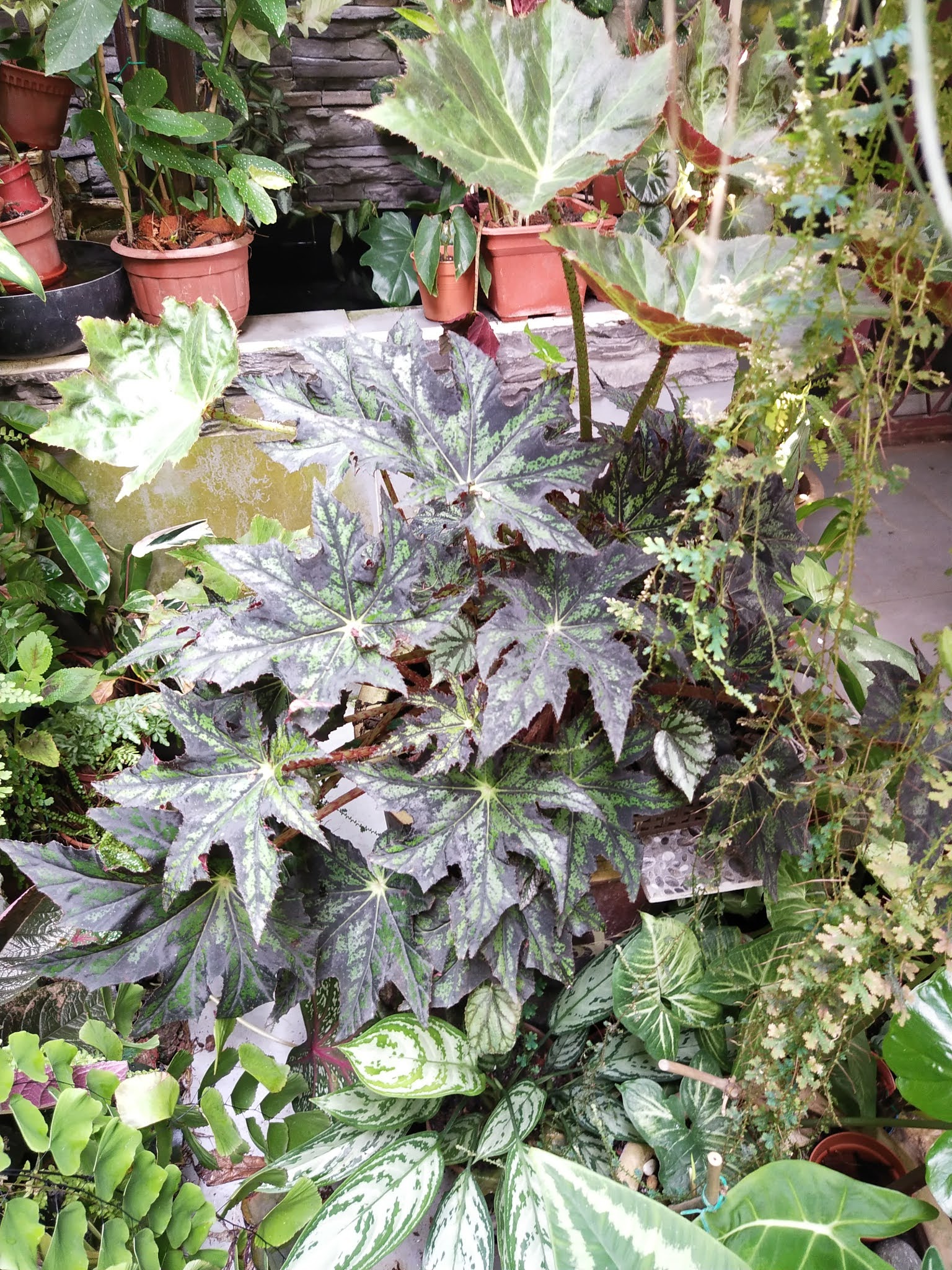 Garden Chronicles of James David: Star Begonia / Begonia heracleifolia ...