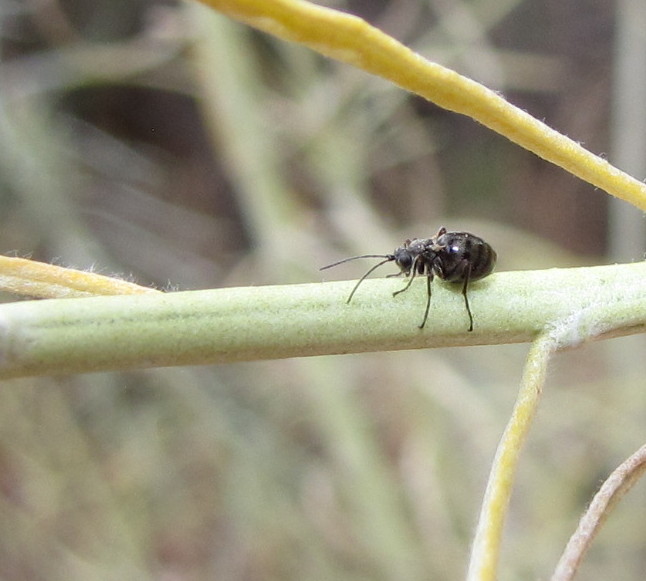 Bug Eric: Wasp Wednesday: Gall Wasps