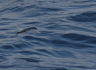 busy brains at sea: Flying Fish_ Poem Forms