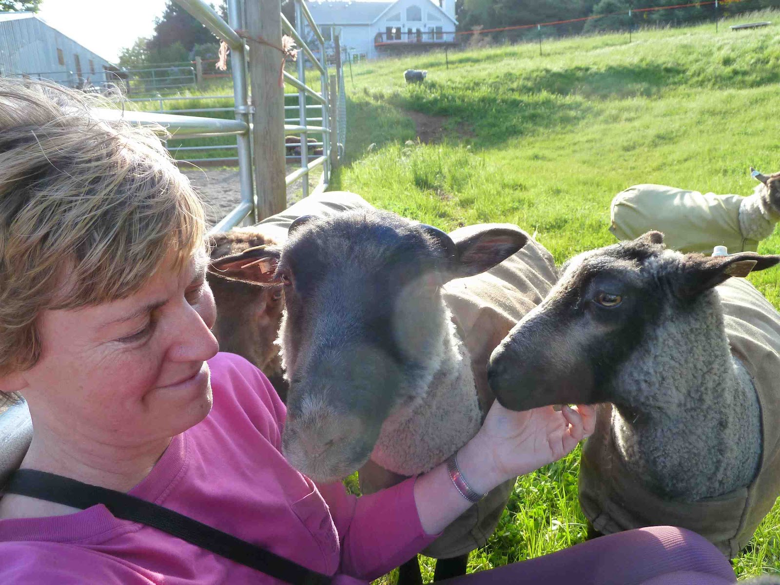 Boulderneigh: Of sheep and surgery