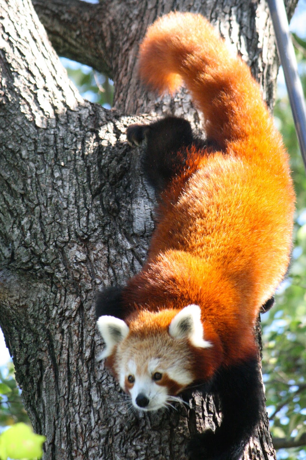 Take On Takapuna: Melbourne Zoo