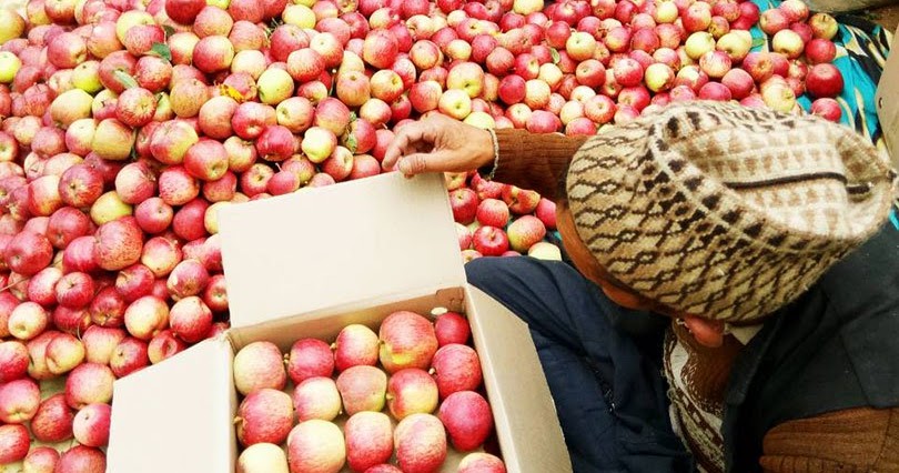WELCOME TO NEPAL: तिहार र छठका लागि पाँच करोडको स्याउ आयात