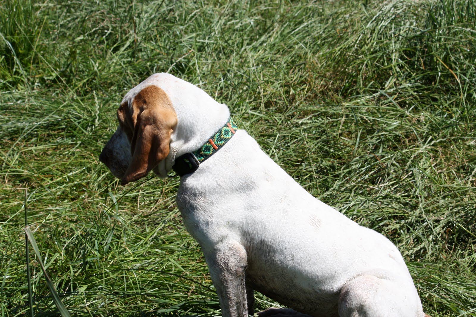 Extreme Dog Breeds: Ariege Pointer