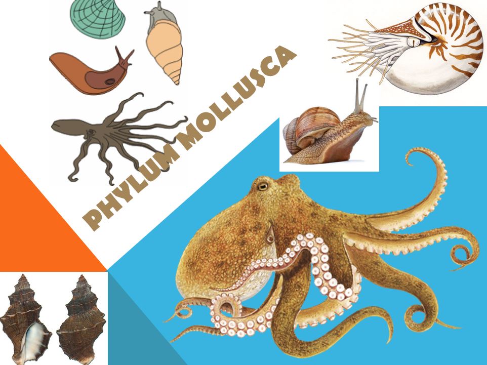 INSECTADOM: World of Molluscs