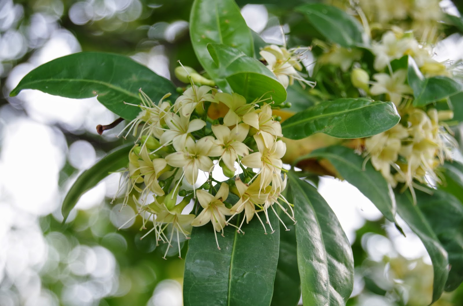 Trees and Plants: Tembusu