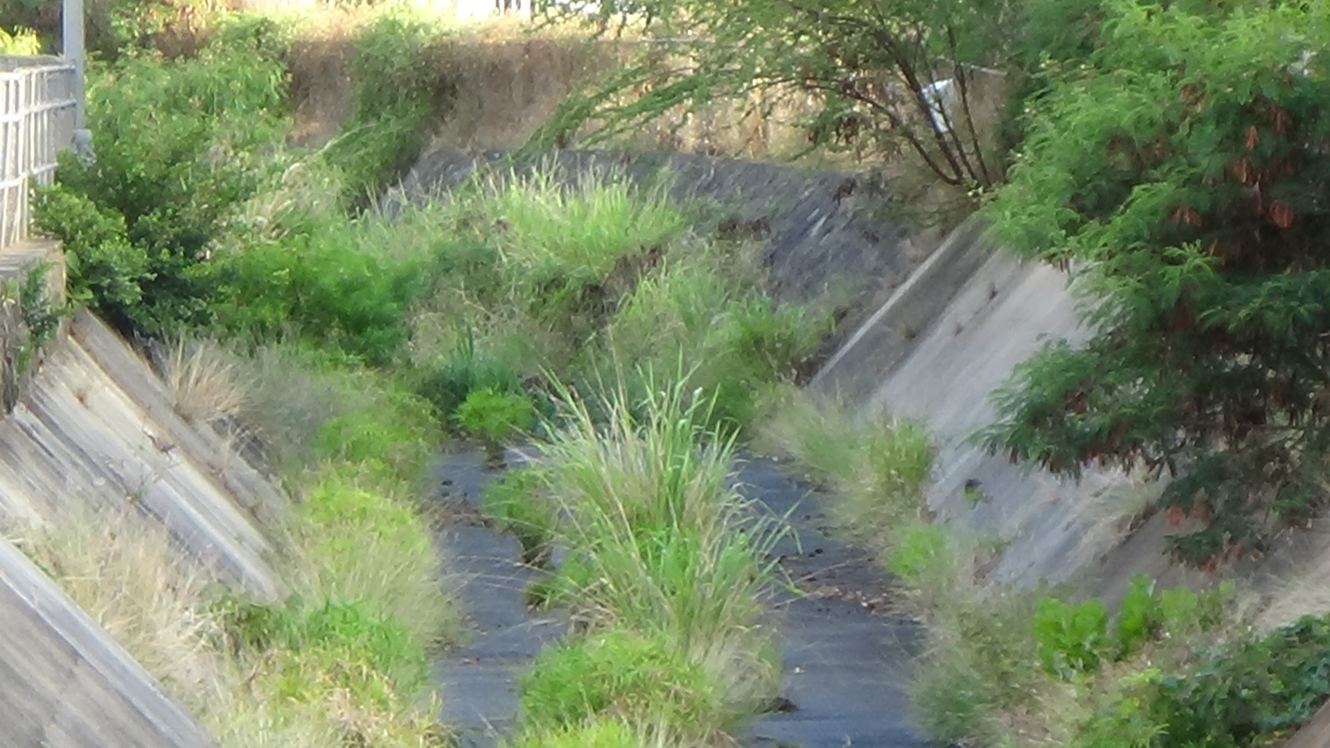 Waialae streams and a Kapakahi puzzle