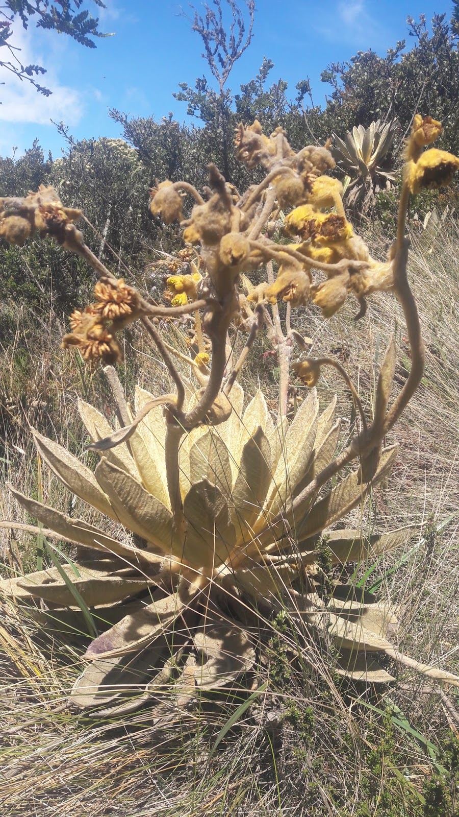 El Tablazo: Características