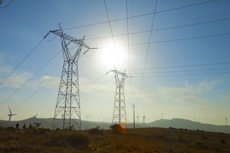 Tomar na Rede: O bom exemplo da REN-Rede Elétrica na rearborização