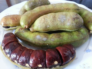 Bicara Mentari: KHASIAT BUAH KERDAS