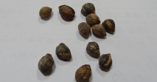 Plant & Seeds: 稀有沒藥屬植物 Commiphora neglecta