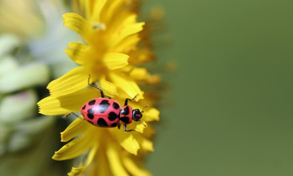 Pink Lady Bug