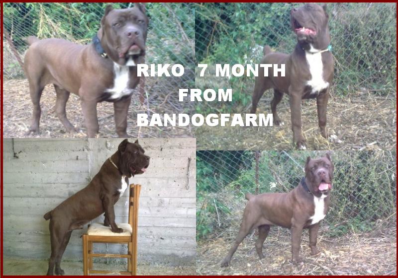BANDOGFARM REGENCY MASTIFF FROM GREECE: 09/01/2011 - 10/01/2011