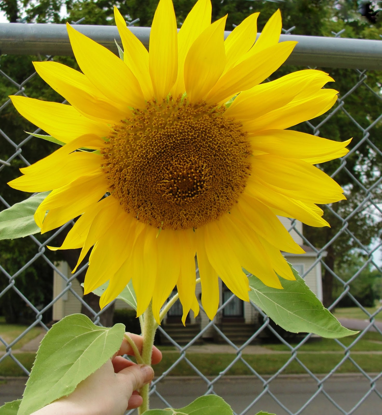 INTO THE VAGUE: September Flowers