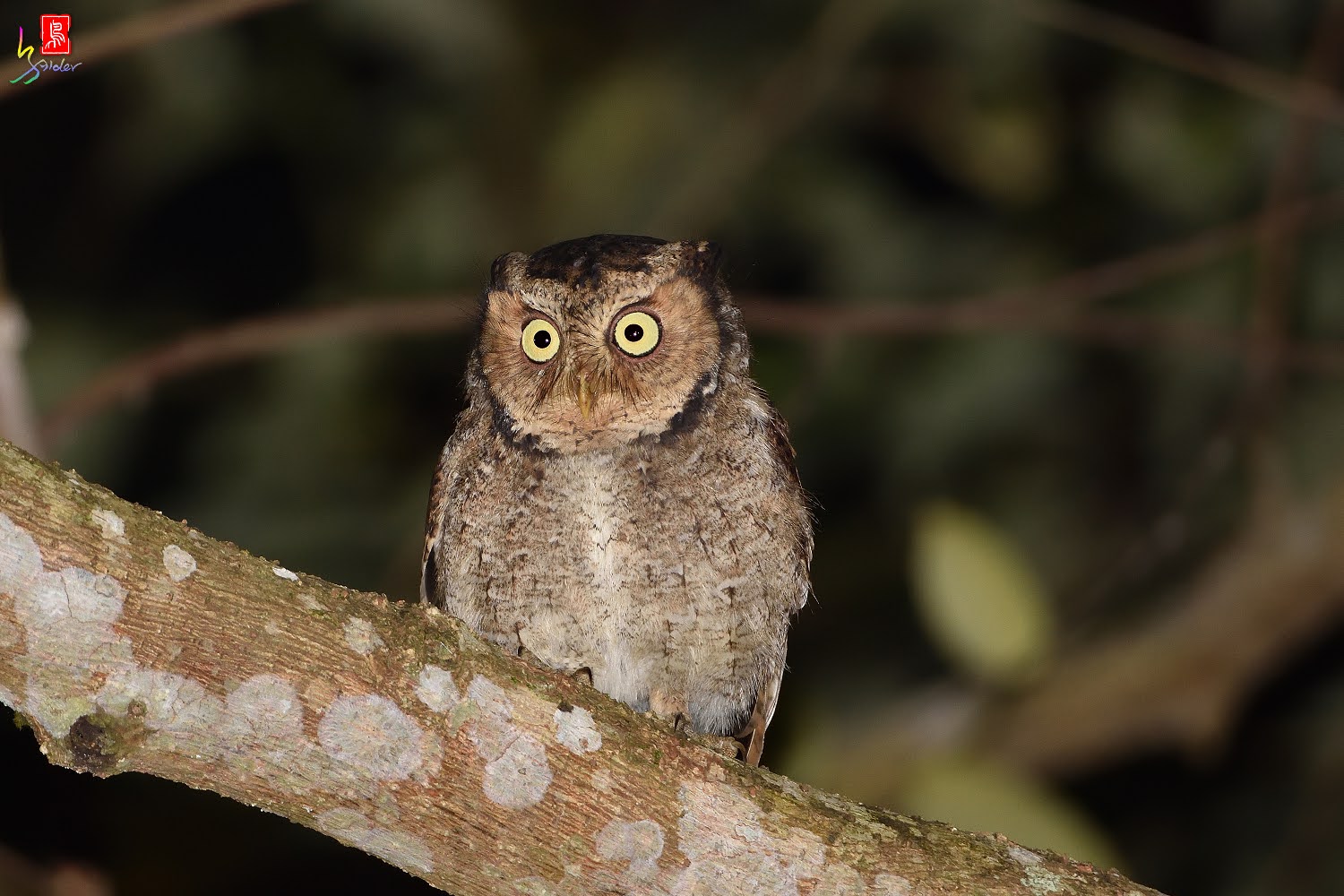 Alder's Bird-watching Notes: 夜拍黃嘴角鴞．The photography of Mountain Scops-owl