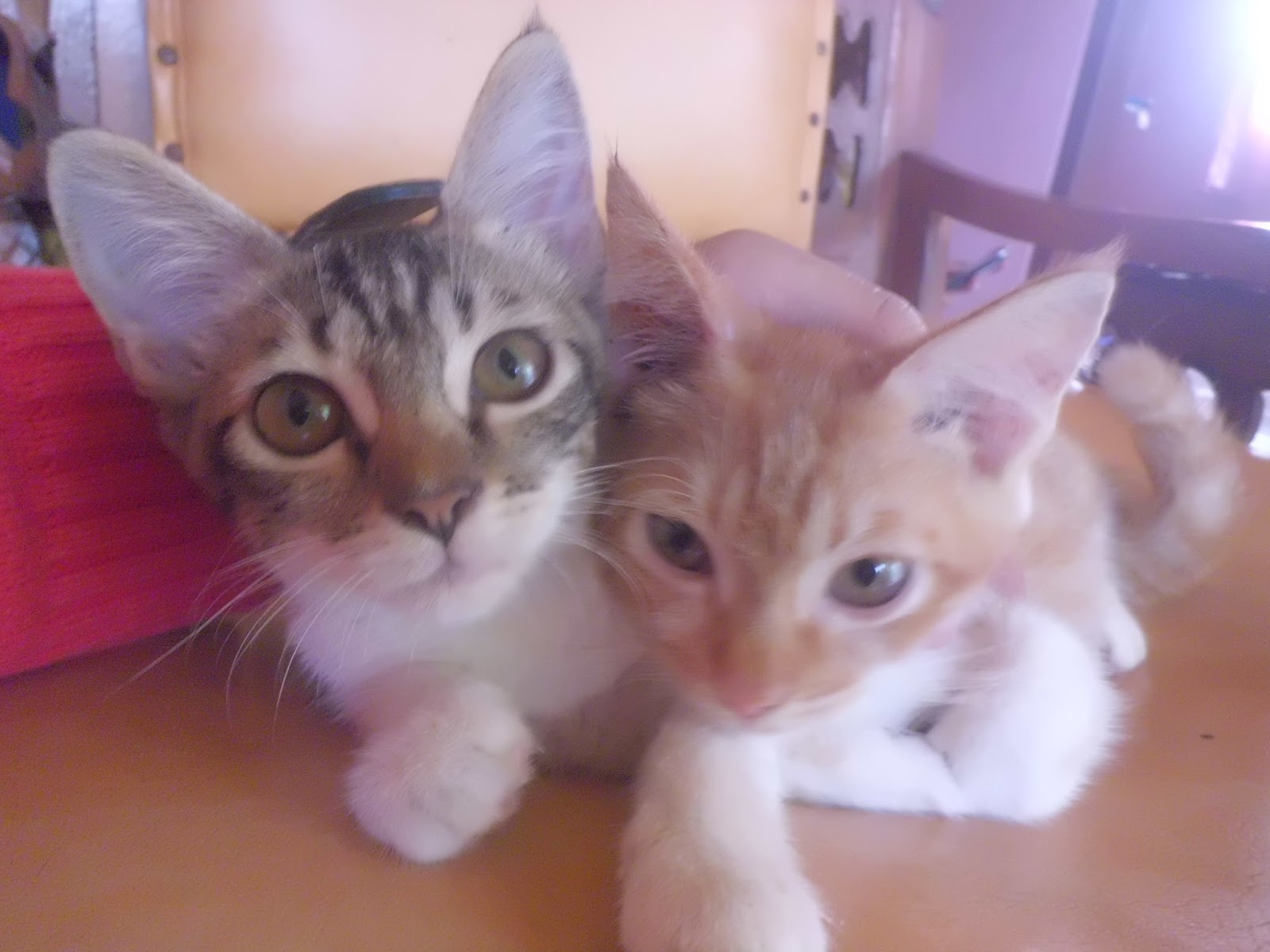 Foto Kucing Tiga Warna Lucu