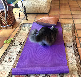 forms traced by light: downward cat