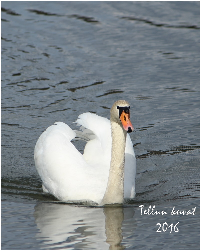 Jälleen lintuja kuvaamassa