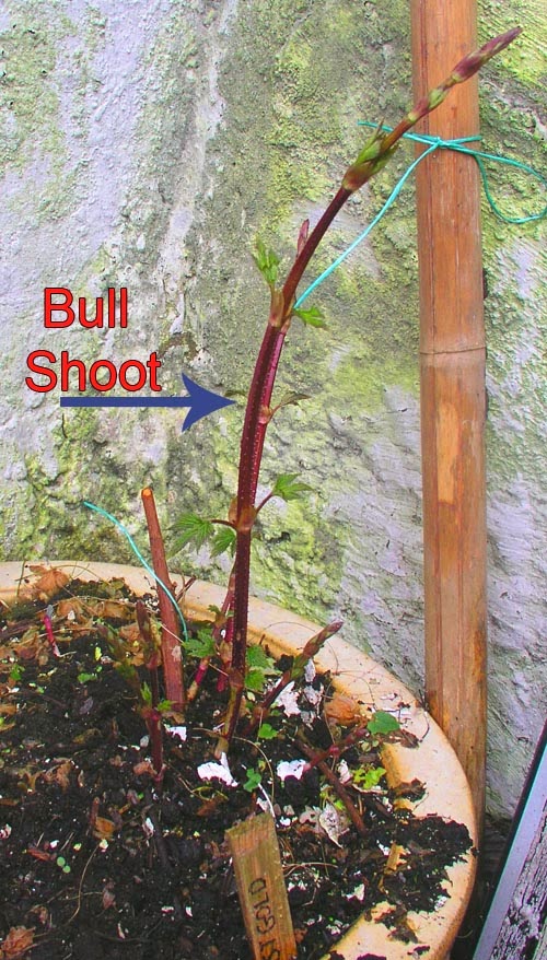 Home Brew in Donegal: Hop Plant Bull Shoots