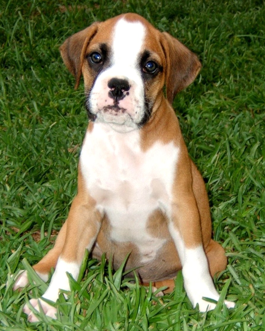 Boxer Argentino: Cachorro Boxer