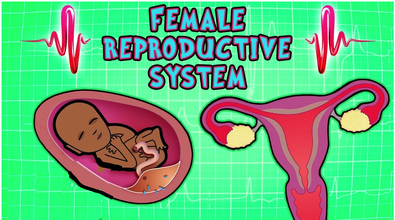 Blog de 4º de Primaria: NATURAL SCIENCE - YEAR 4 - UNIT: INTERACTION ...