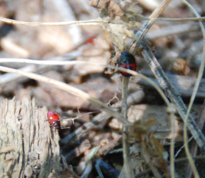 Gaia Garden: May 2012