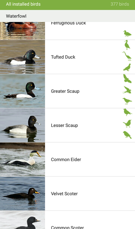 Birding Catalunya: App: Merlin, The Cornell Lab