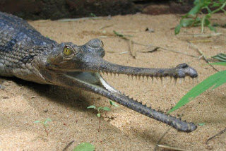 Around The Globe: Gharial